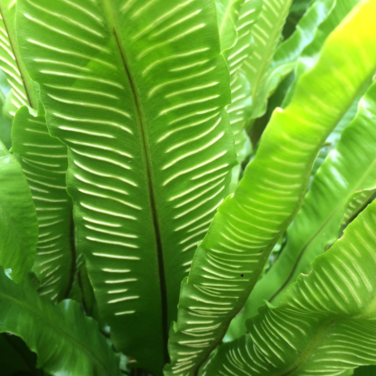 phyllitis scolopendrium common name