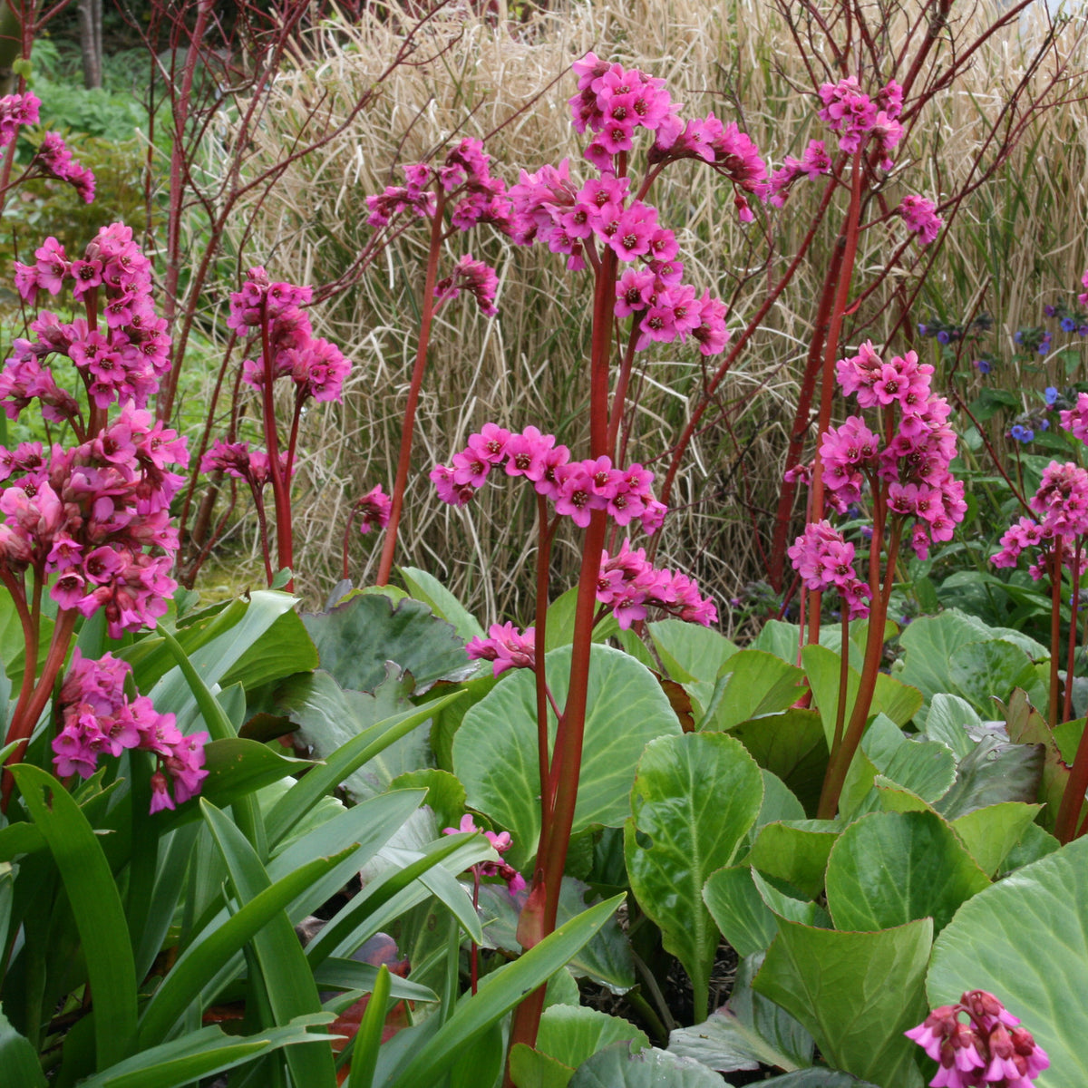 bergenia bressingham ruby