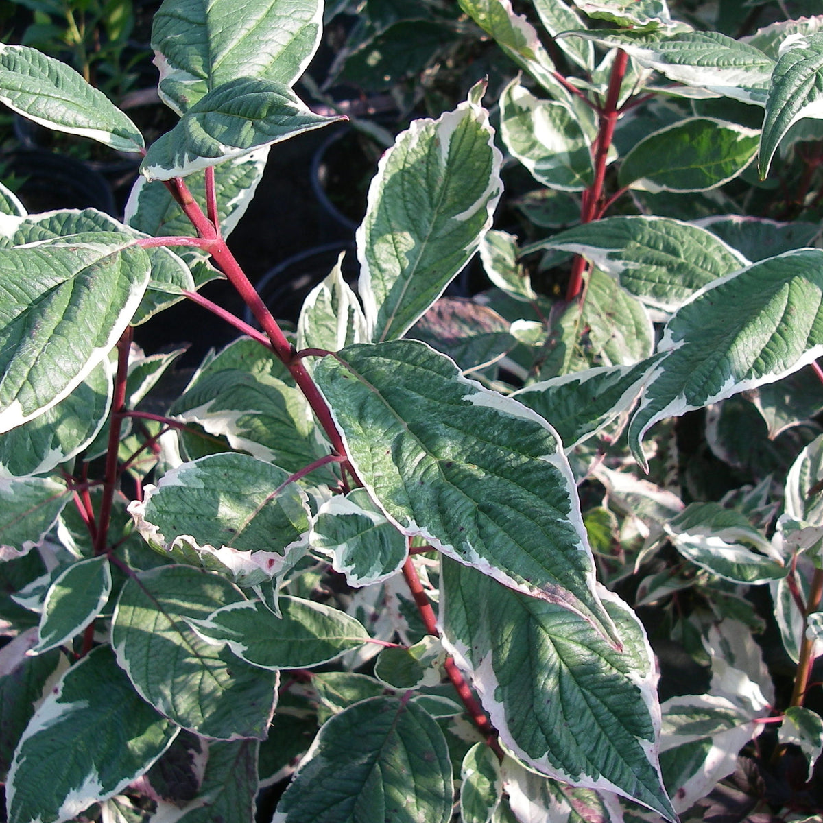 variegated cornus