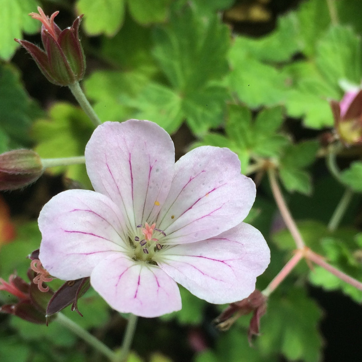geranium pink delight
