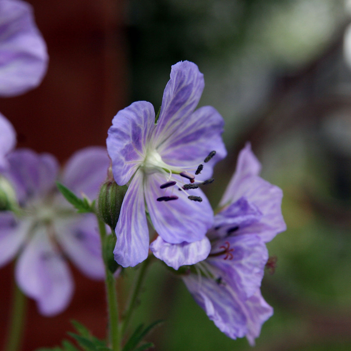 Geranium pratense 'Mrs Kendall Clark' – Ballyrobert Gardens
