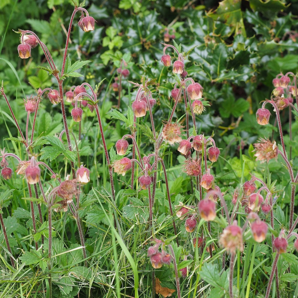 geum rivale