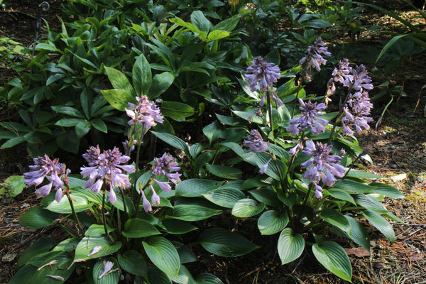 Hosta 'Devon Green' – Ballyrobert Gardens