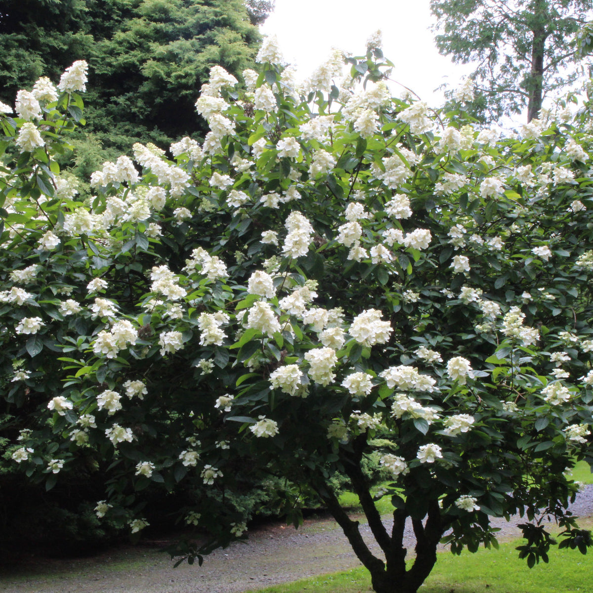 hydrangea paniculata 'grandiflora