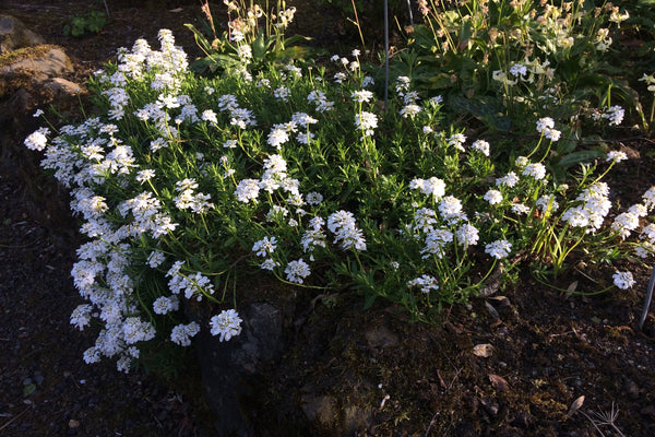 Iberis sempervirens 'Snow Cushion' – Ballyrobert Gardens