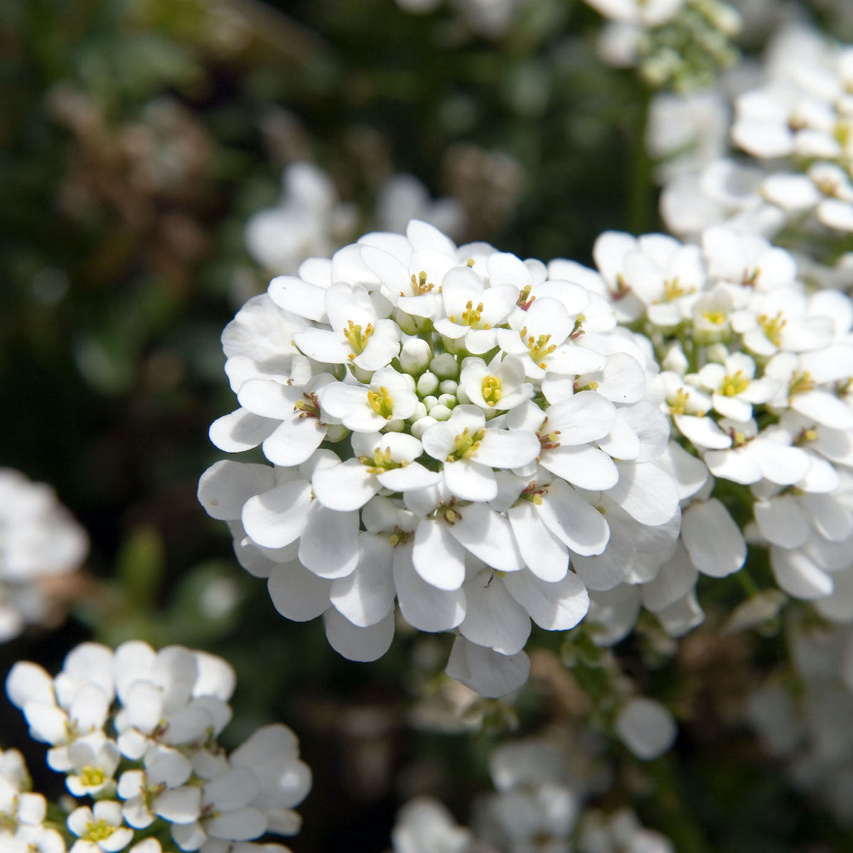 iberis sempervirens uk