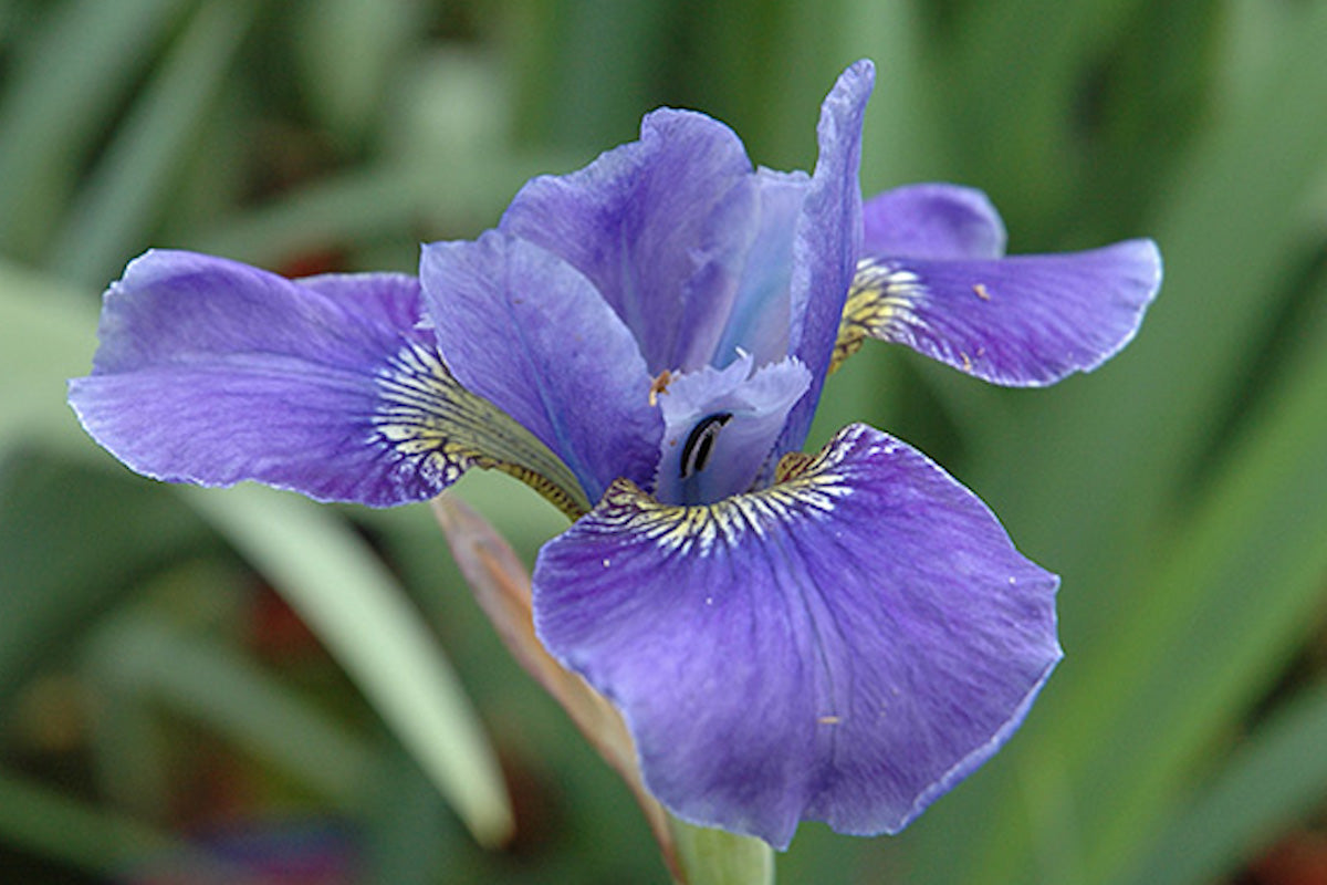 Iris 'Silver Edge' (Sib) – Ballyrobert Gardens