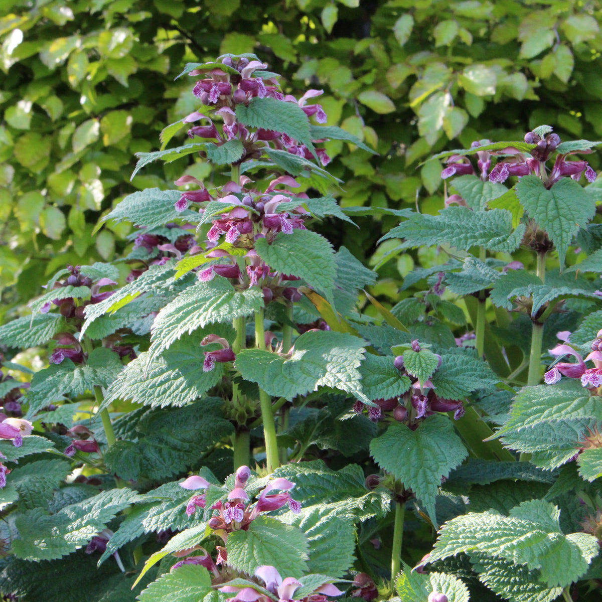 lamium orvala