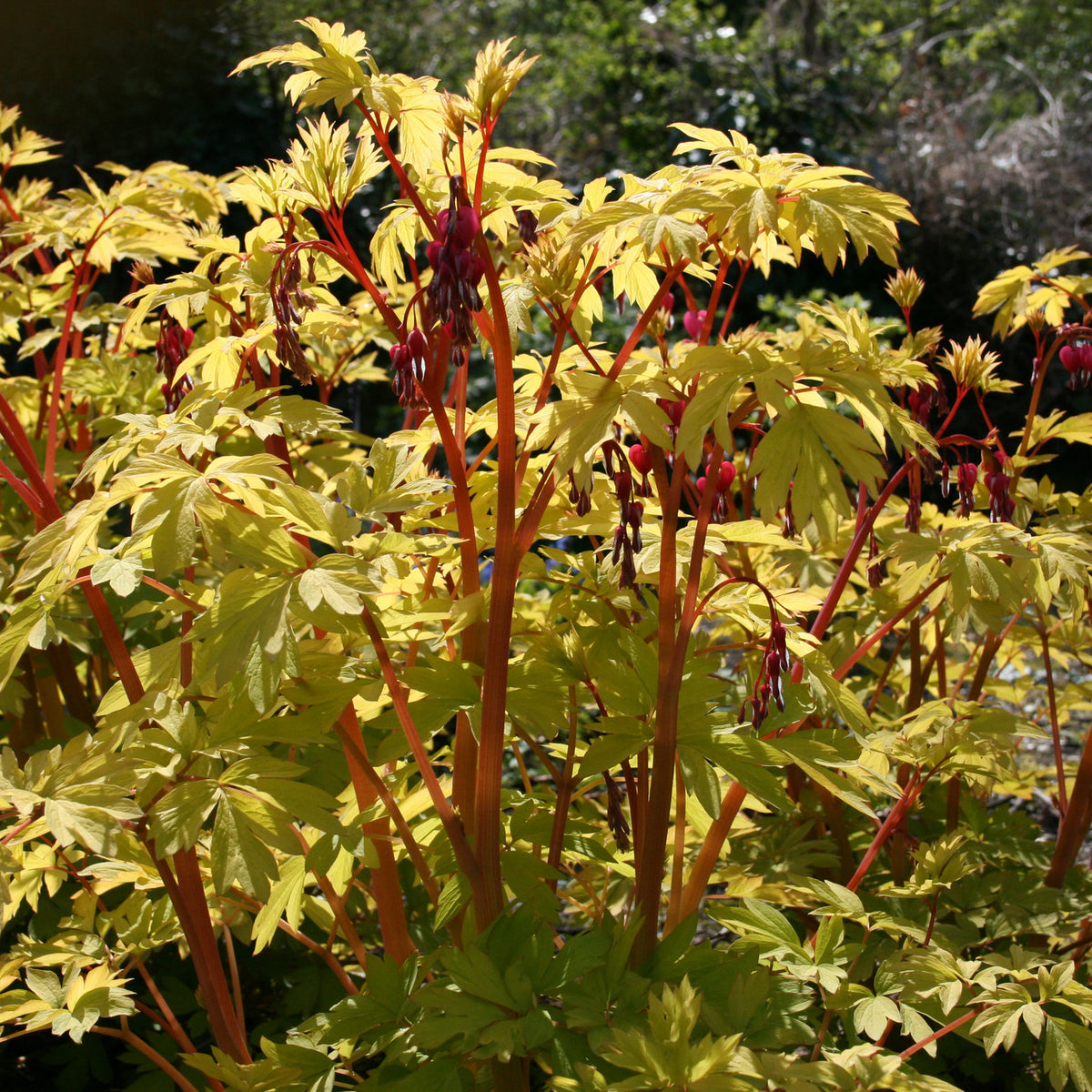 dicentra spectabilis ruby gold