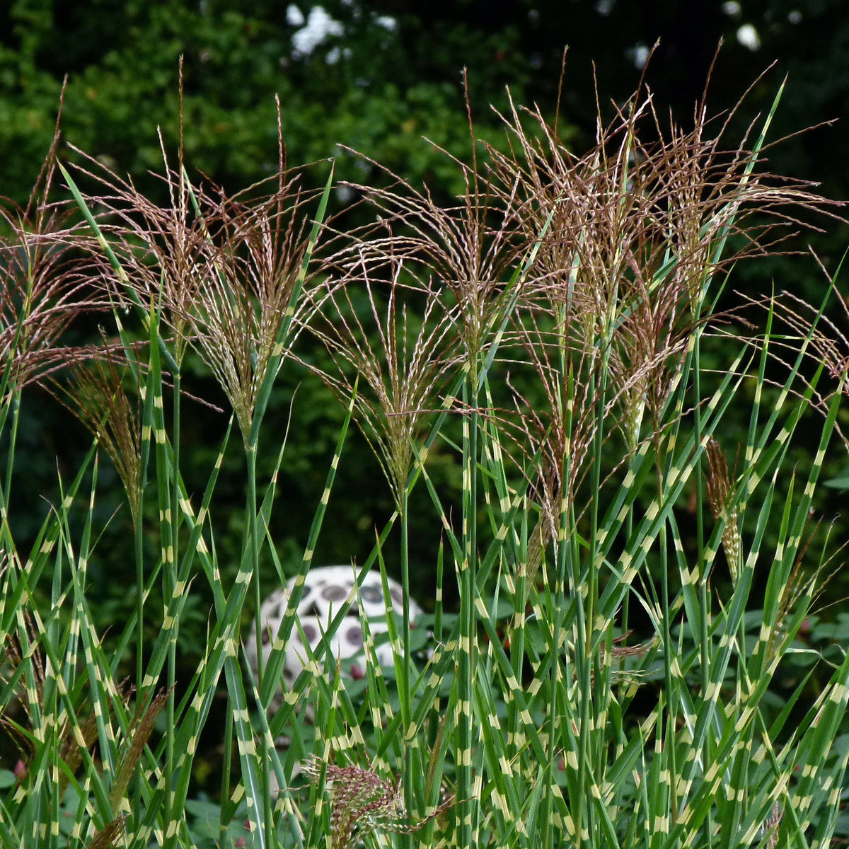 miscanthus sinensis strictus problems