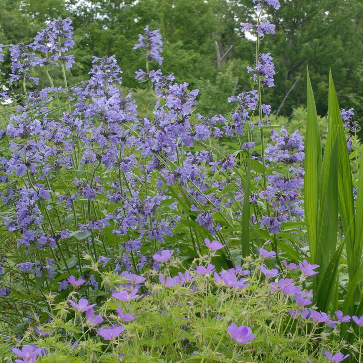 nepeta andre chaudron