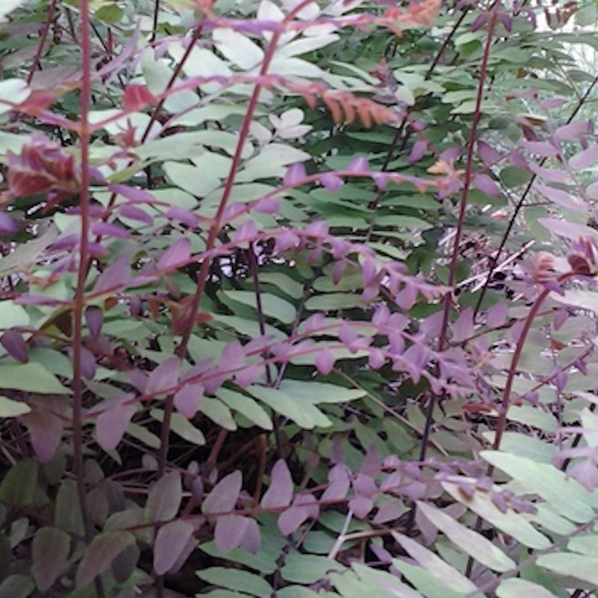 osmunda regalis problems