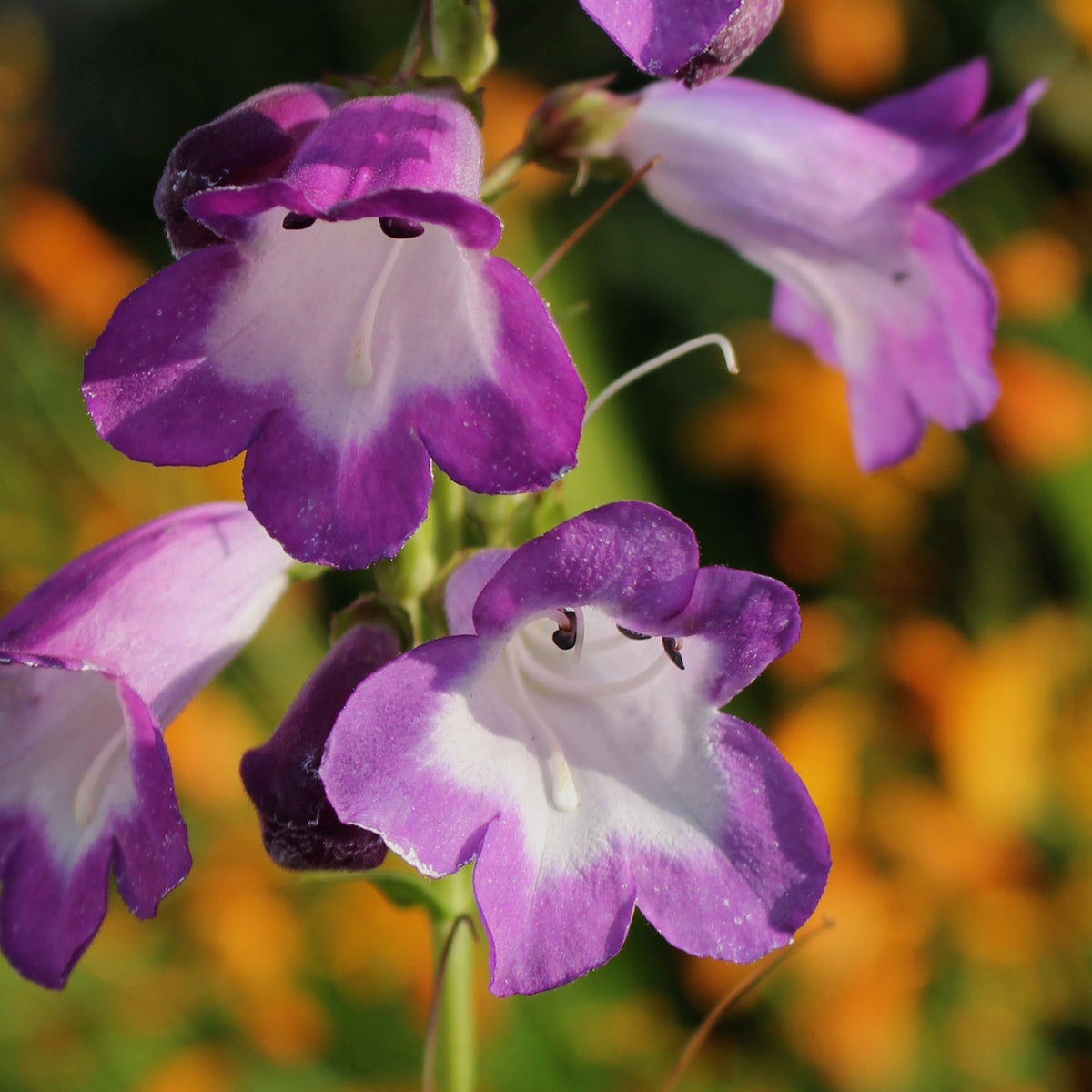 penstemon tzar