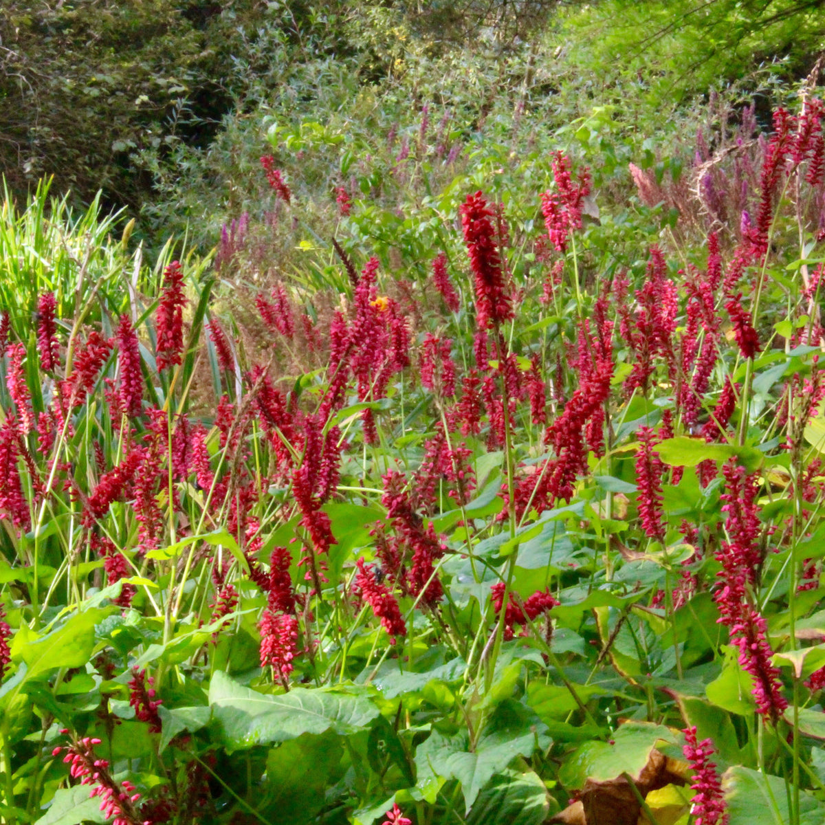 Persicaria amplexicaulis TAURUS 'Blotau' – Ballyrobert Gardens