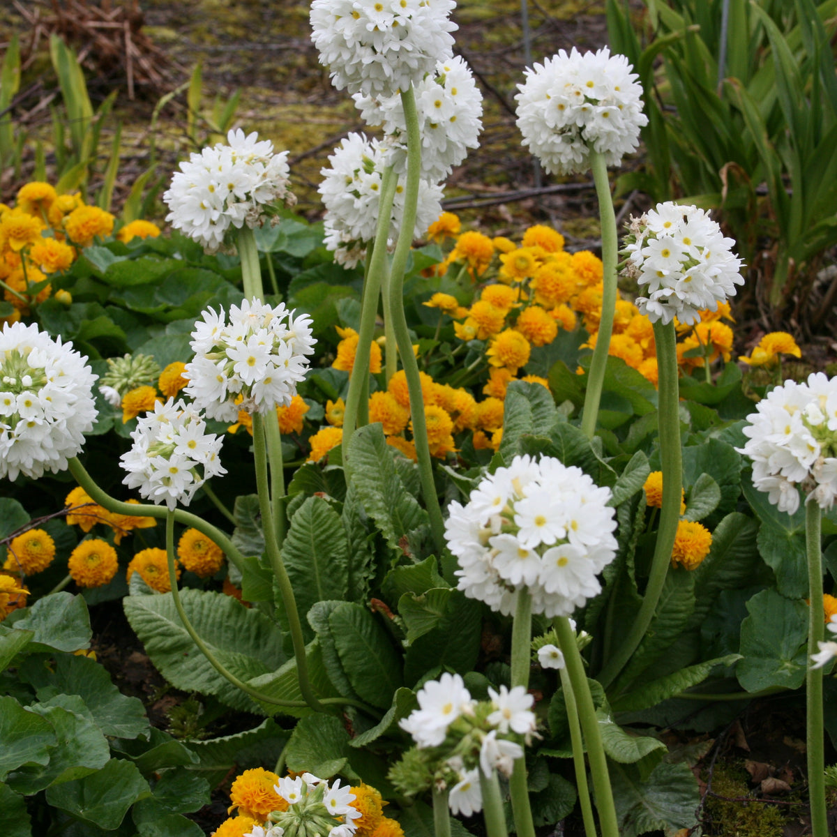 white drumstick primula