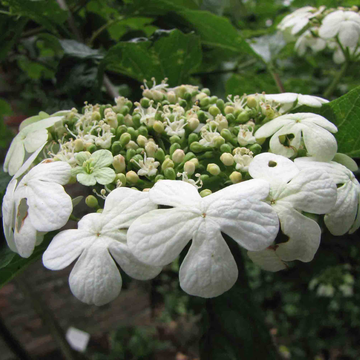 viburnum opulus compacta