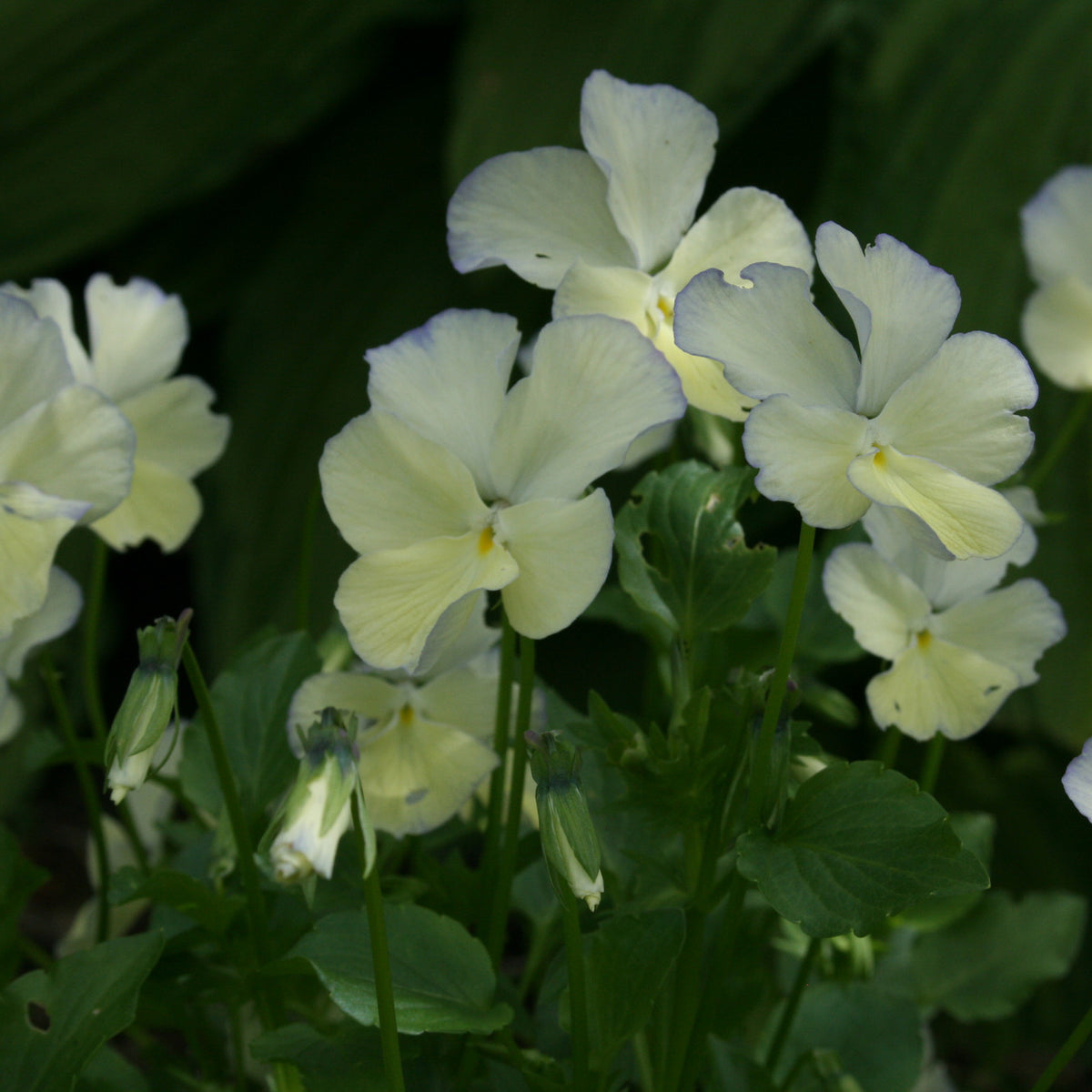 Viola 'Ivory Queen' (Va) – Ballyrobert Gardens