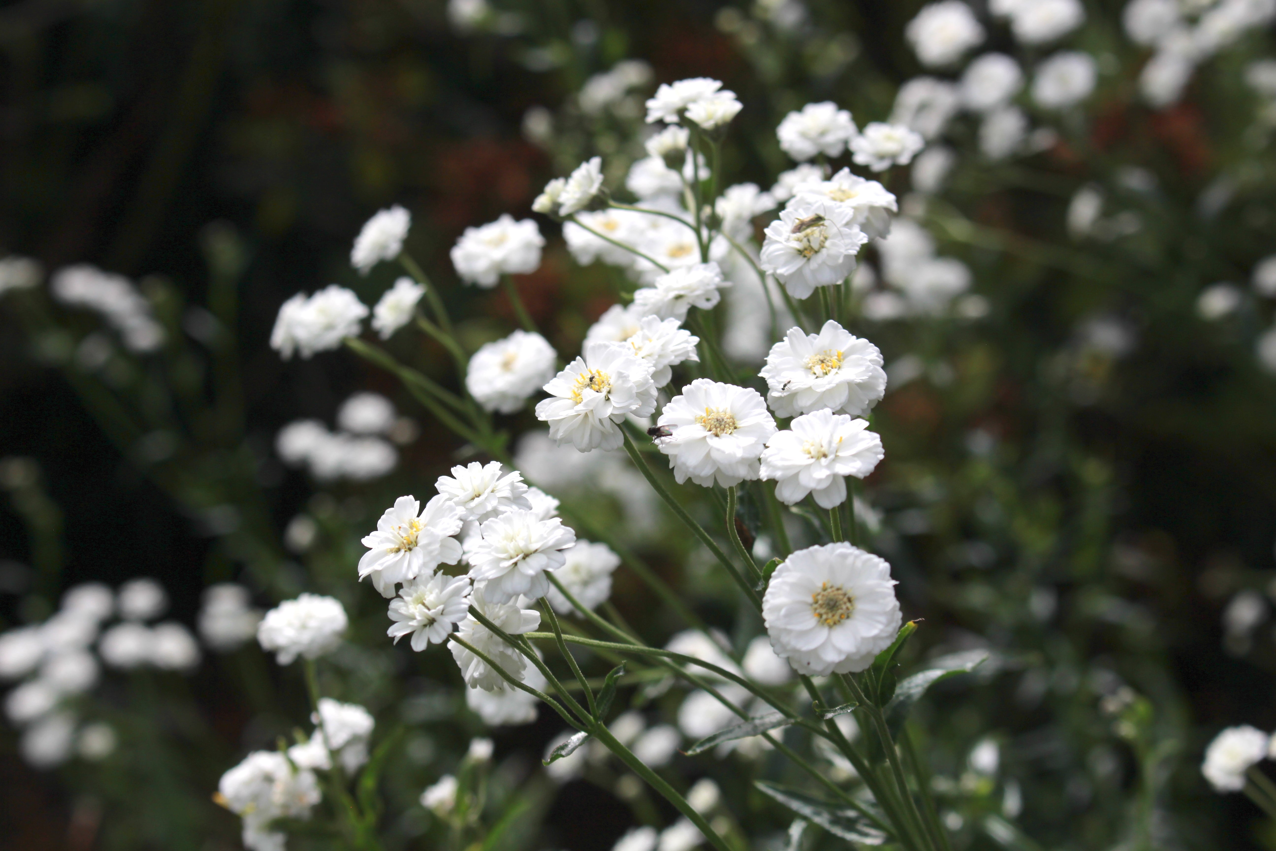 Achillea ptarmica 'Perry's White' (d) – Ballyrobert Gardens