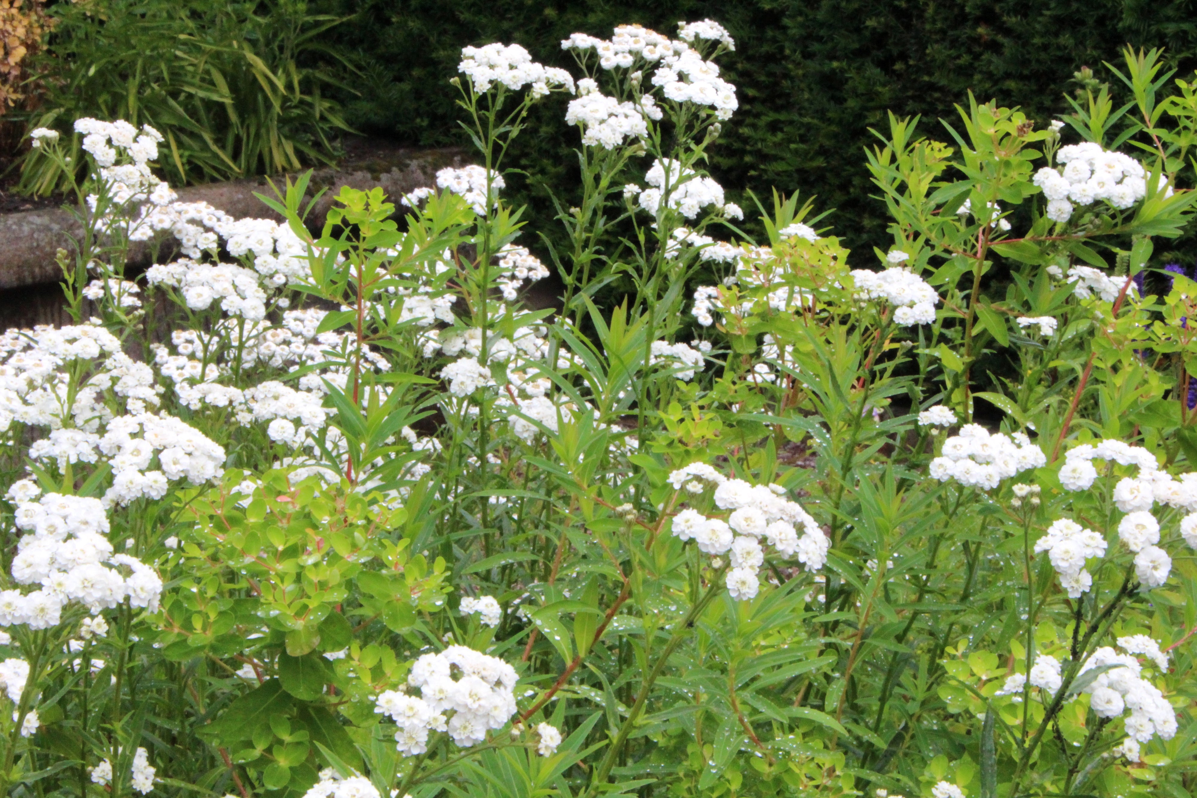 Achillea ptarmica (The Pearl Group) 'The Pearl' (clonal) (d ...