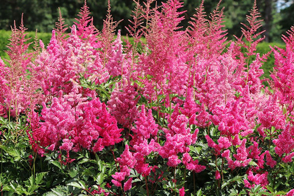 Astilbe 'Bonn' (Japonica hybrid) – Ballyrobert Gardens