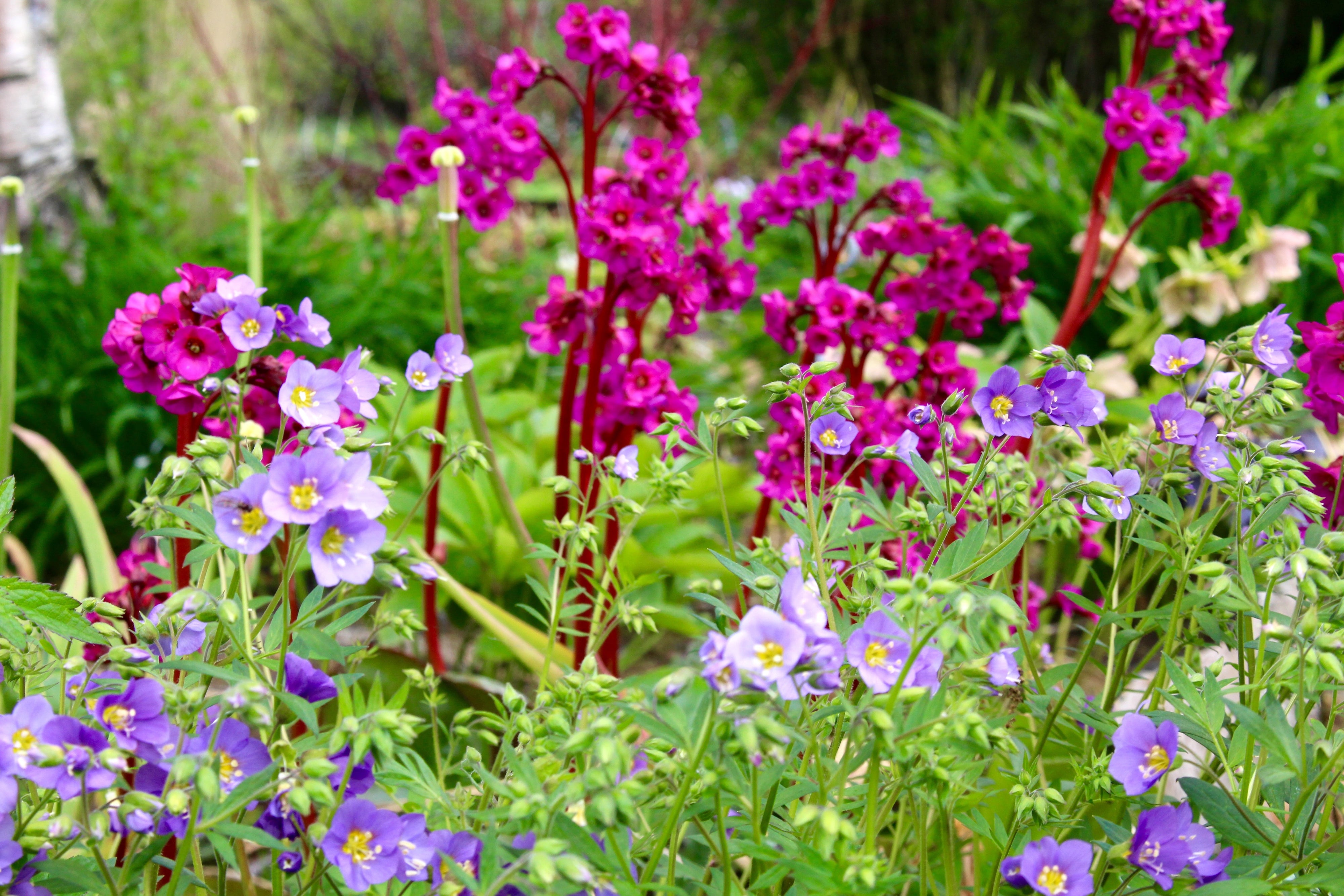 Bergenia 'Overture' – Ballyrobert Gardens