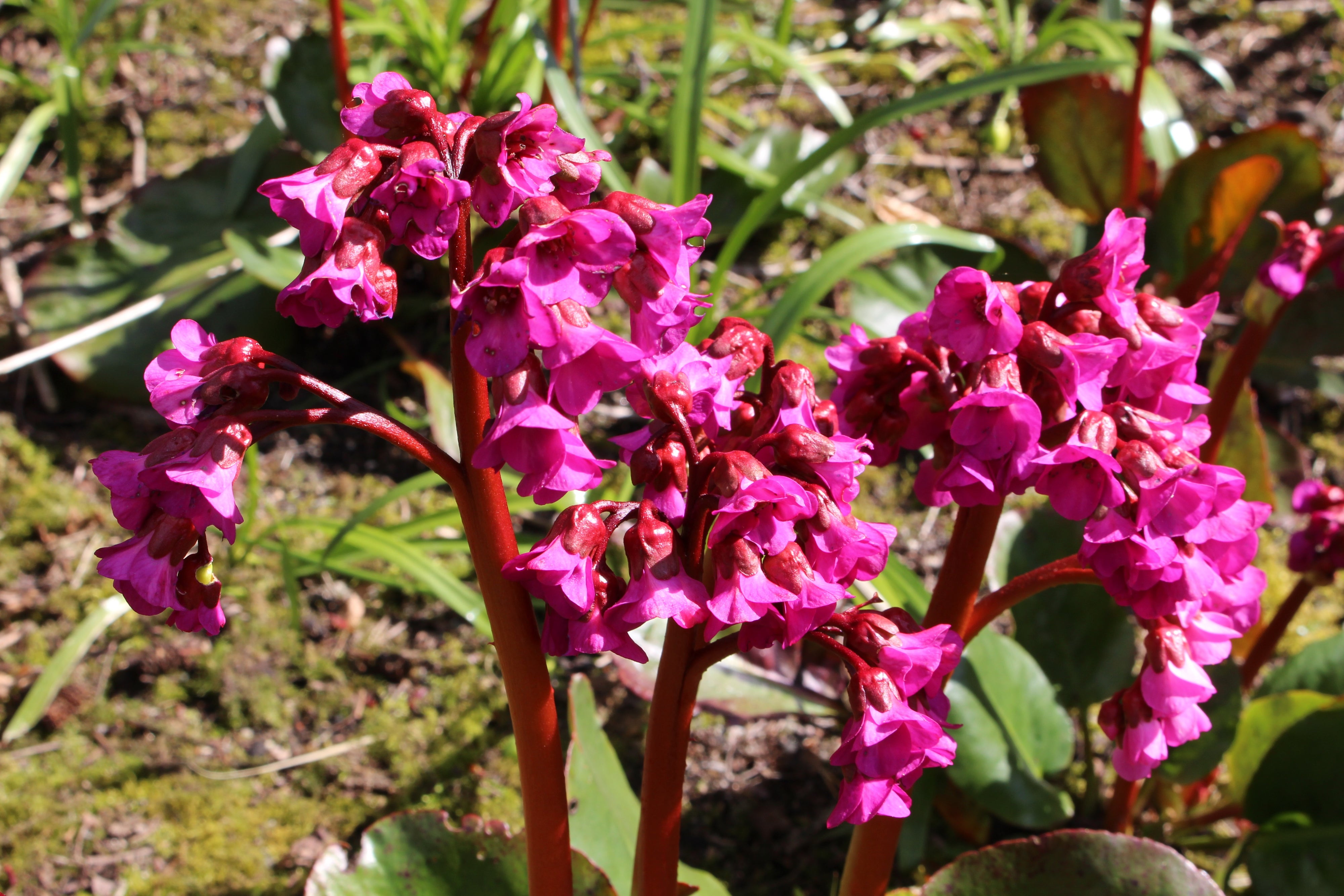 Bergenia 'Overture' – Ballyrobert Gardens