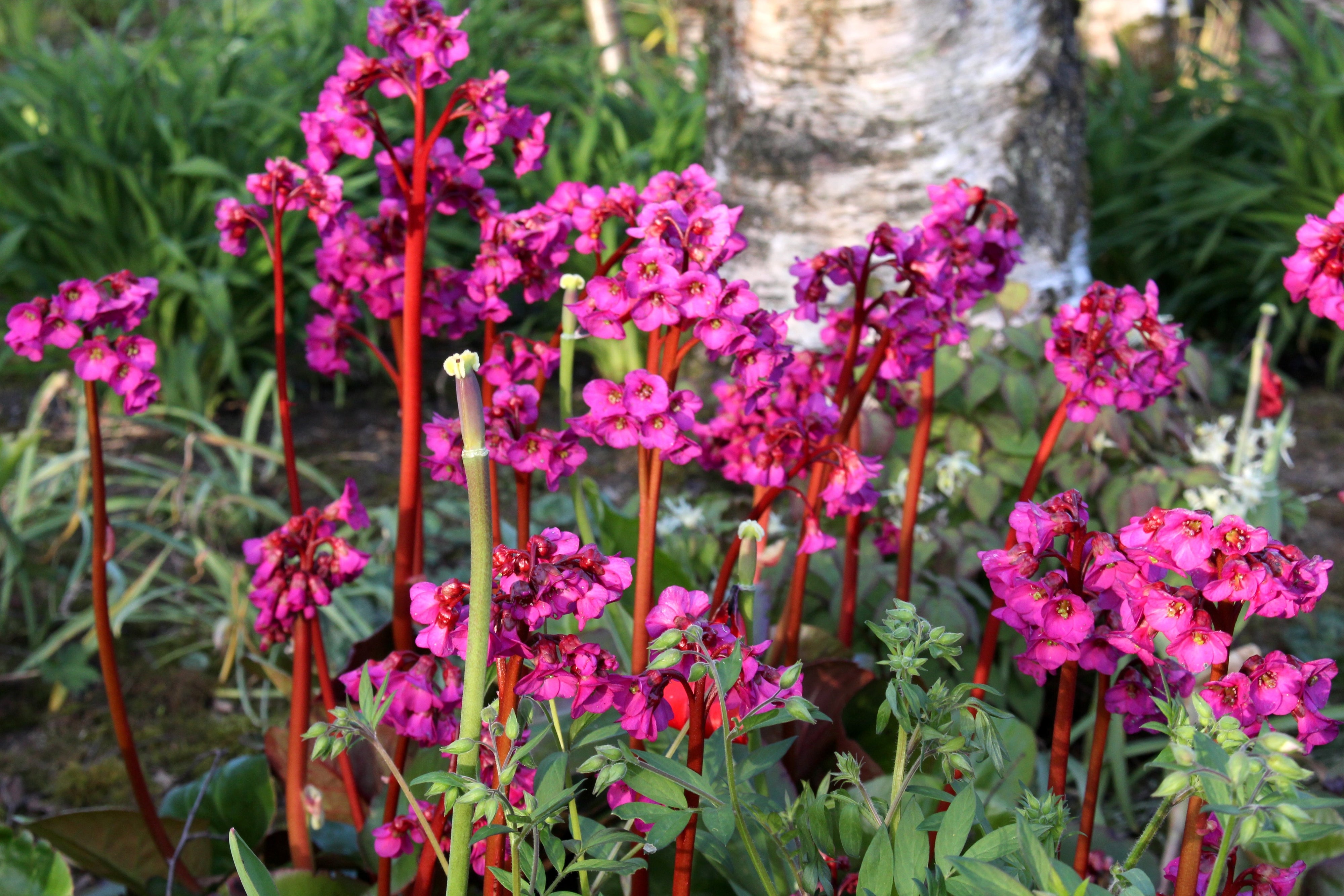 Bergenia 'Overture' – Ballyrobert Gardens