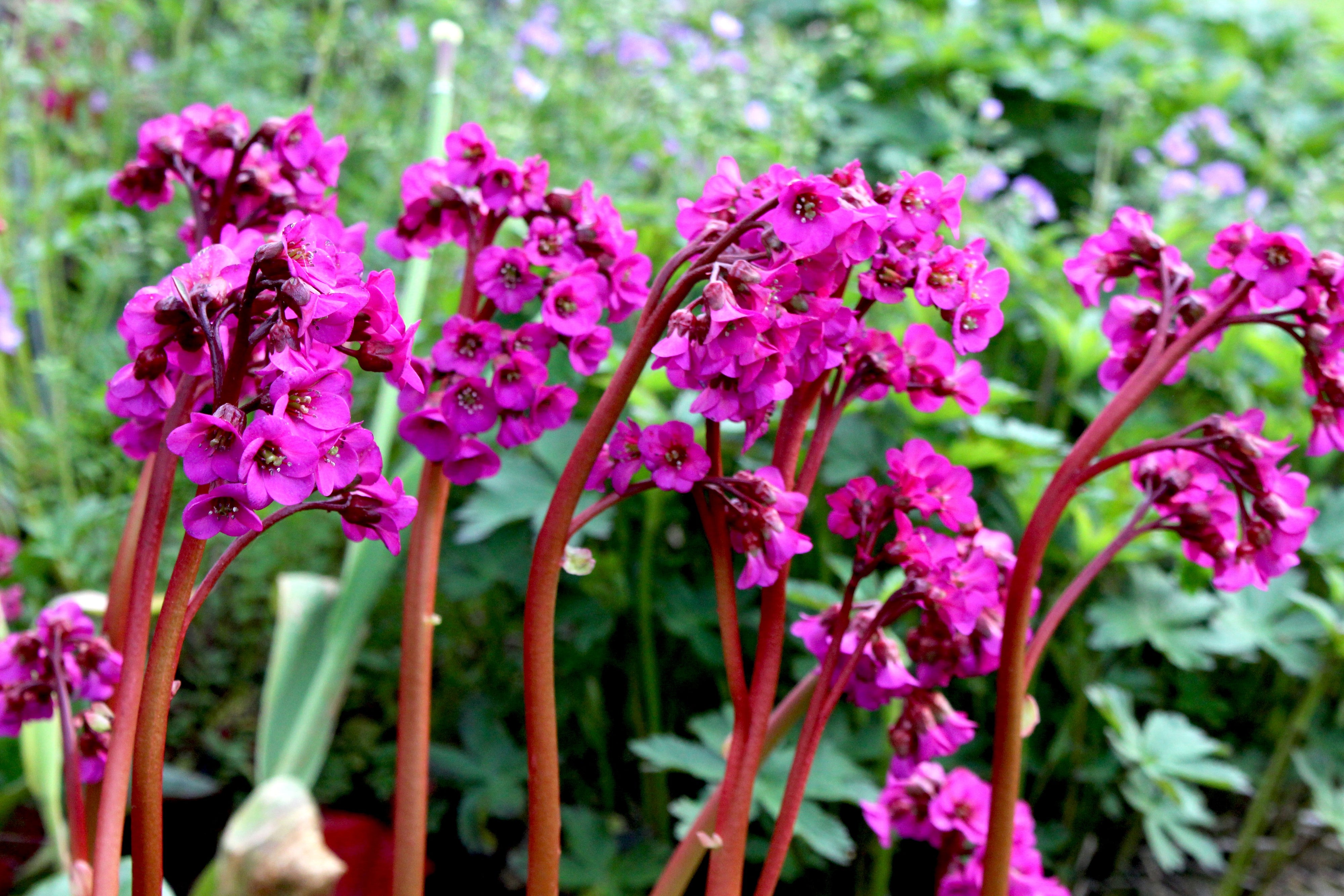 Bergenia 'Overture' – Ballyrobert Gardens