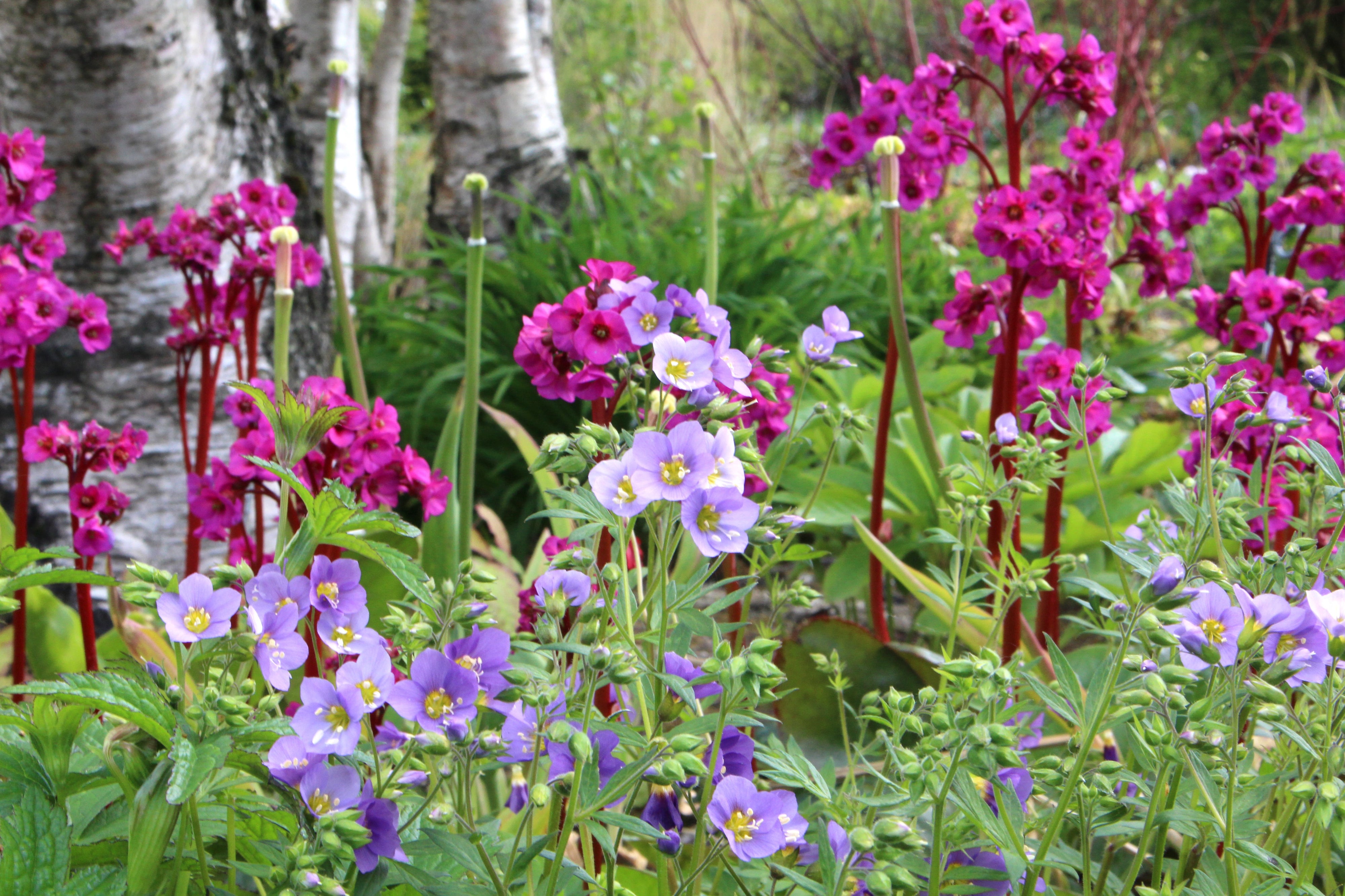 Bergenia 'Overture' – Ballyrobert Gardens