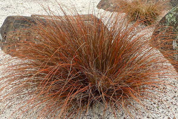 Carex testacea – Ballyrobert Gardens