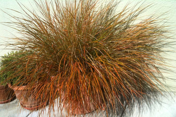 Carex testacea – Ballyrobert Gardens