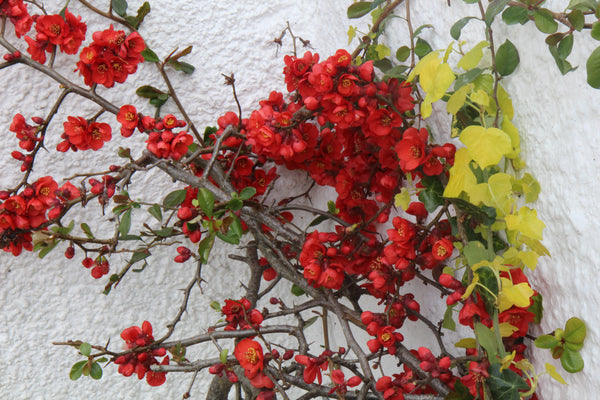 Hedera helix 'Buttercup' – Ballyrobert Gardens