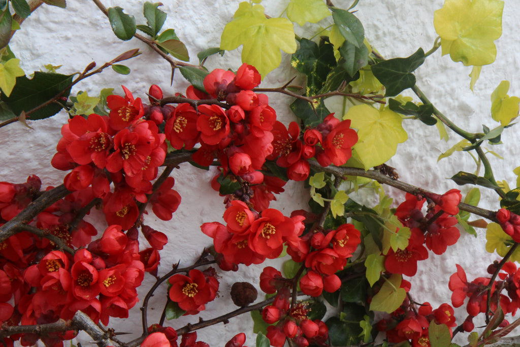 Hedera helix 'Buttercup' – Ballyrobert Gardens