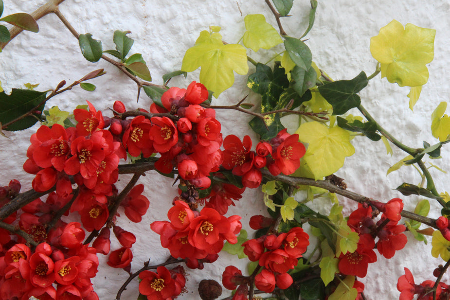 Hedera helix 'Buttercup' – Ballyrobert Gardens