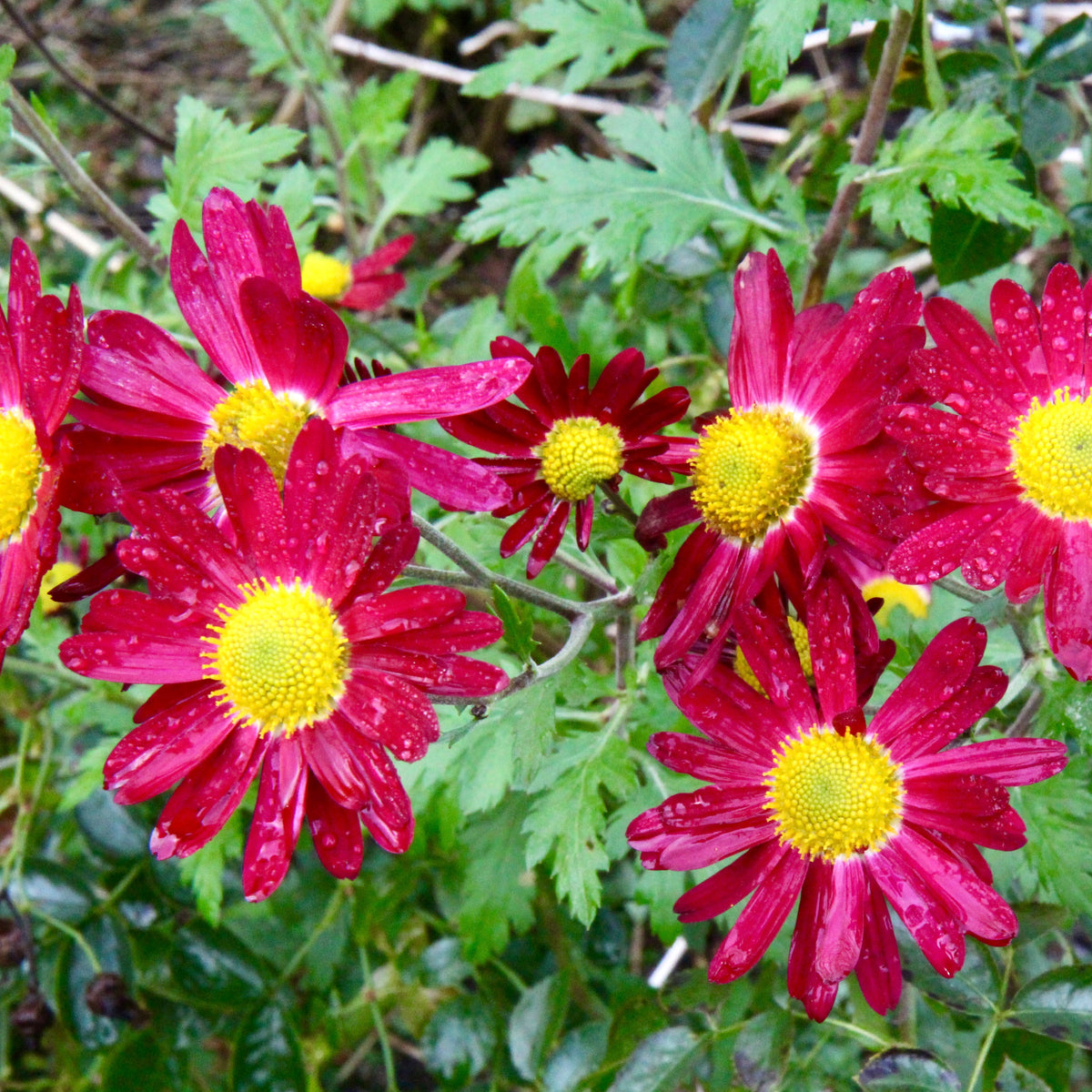 Chrysanthemum 'Royal Command' (21a) – Ballyrobert Gardens