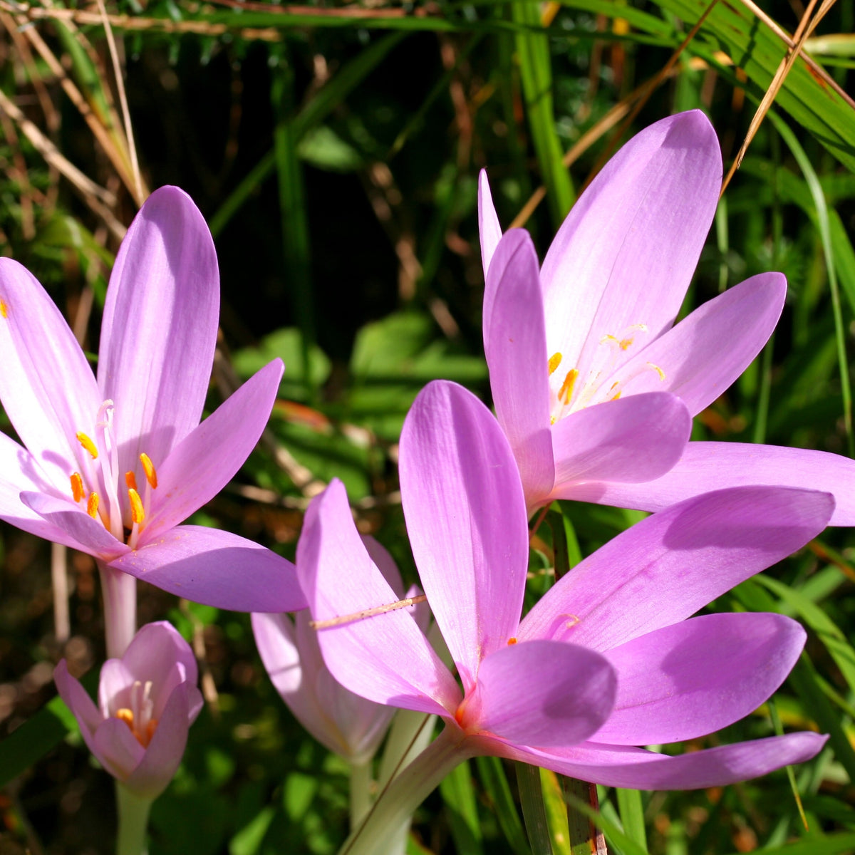 Colchicum autumnale – Ballyrobert Gardens