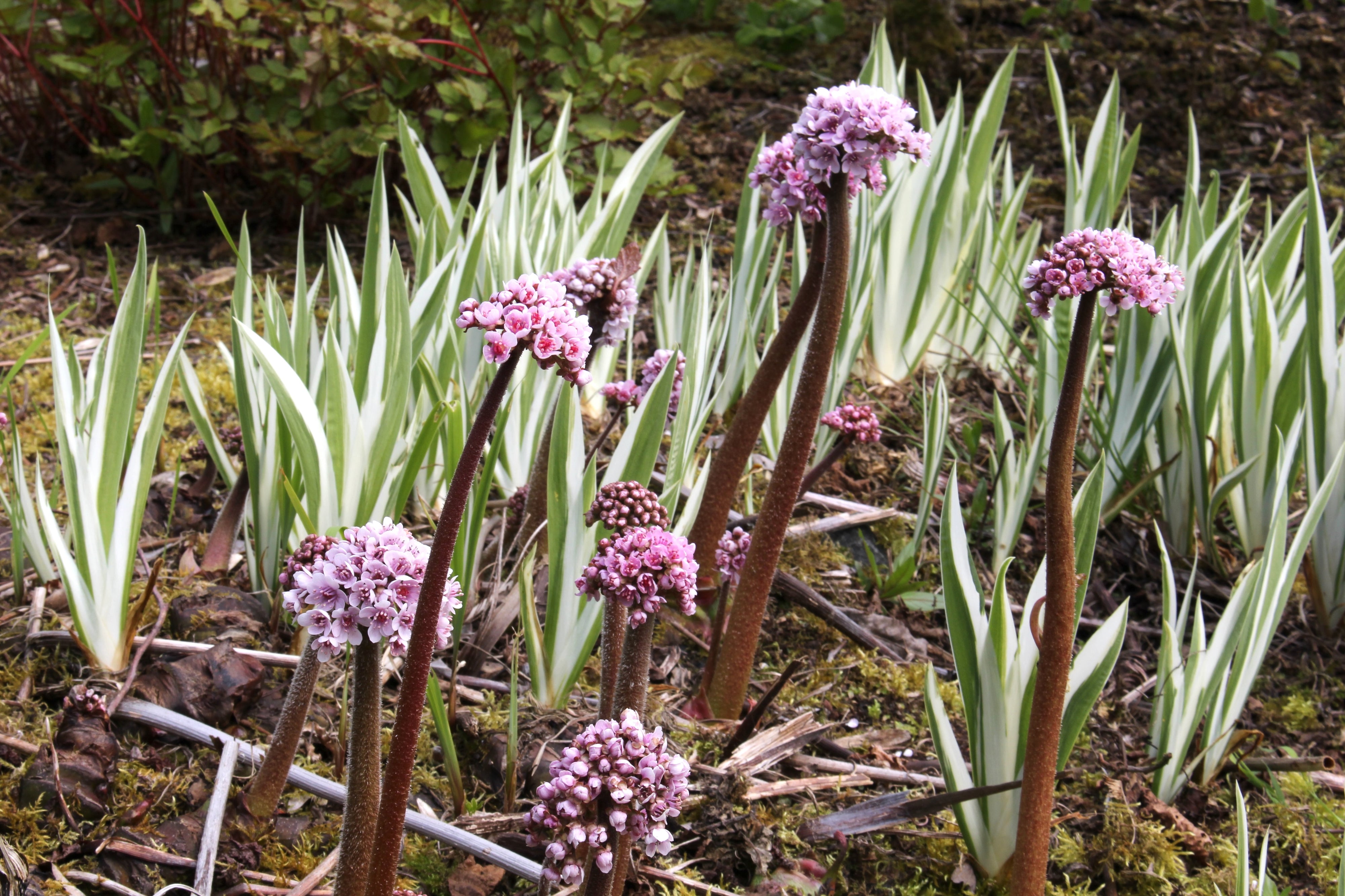 Darmera peltata – Ballyrobert Gardens