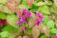 Epimedium grandiflorum 'Rose Queen' – Ballyrobert Gardens