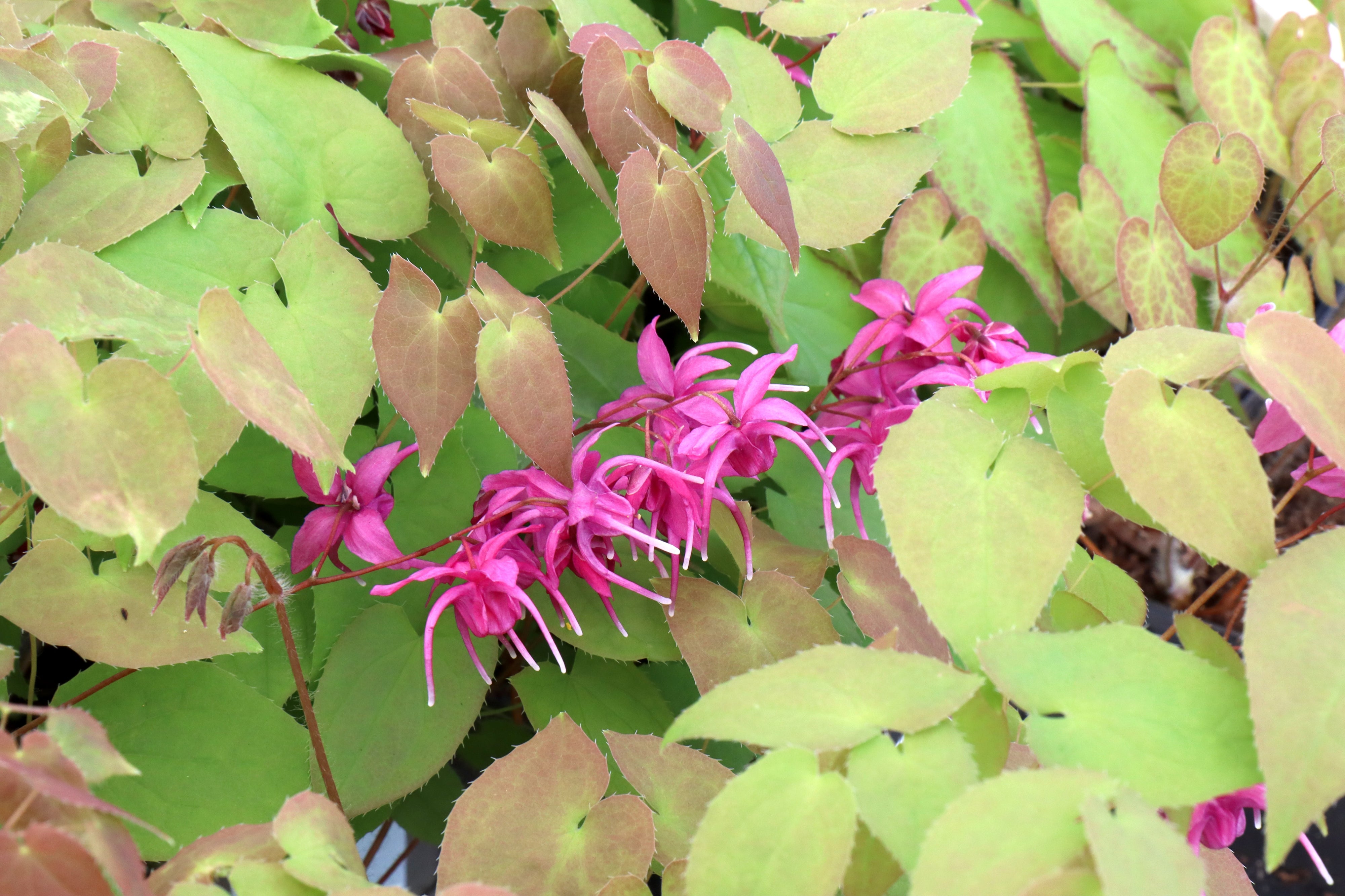 Epimedium grandiflorum 'Rose Queen' – Ballyrobert Gardens