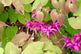 Epimedium grandiflorum 'Rose Queen' – Ballyrobert Gardens