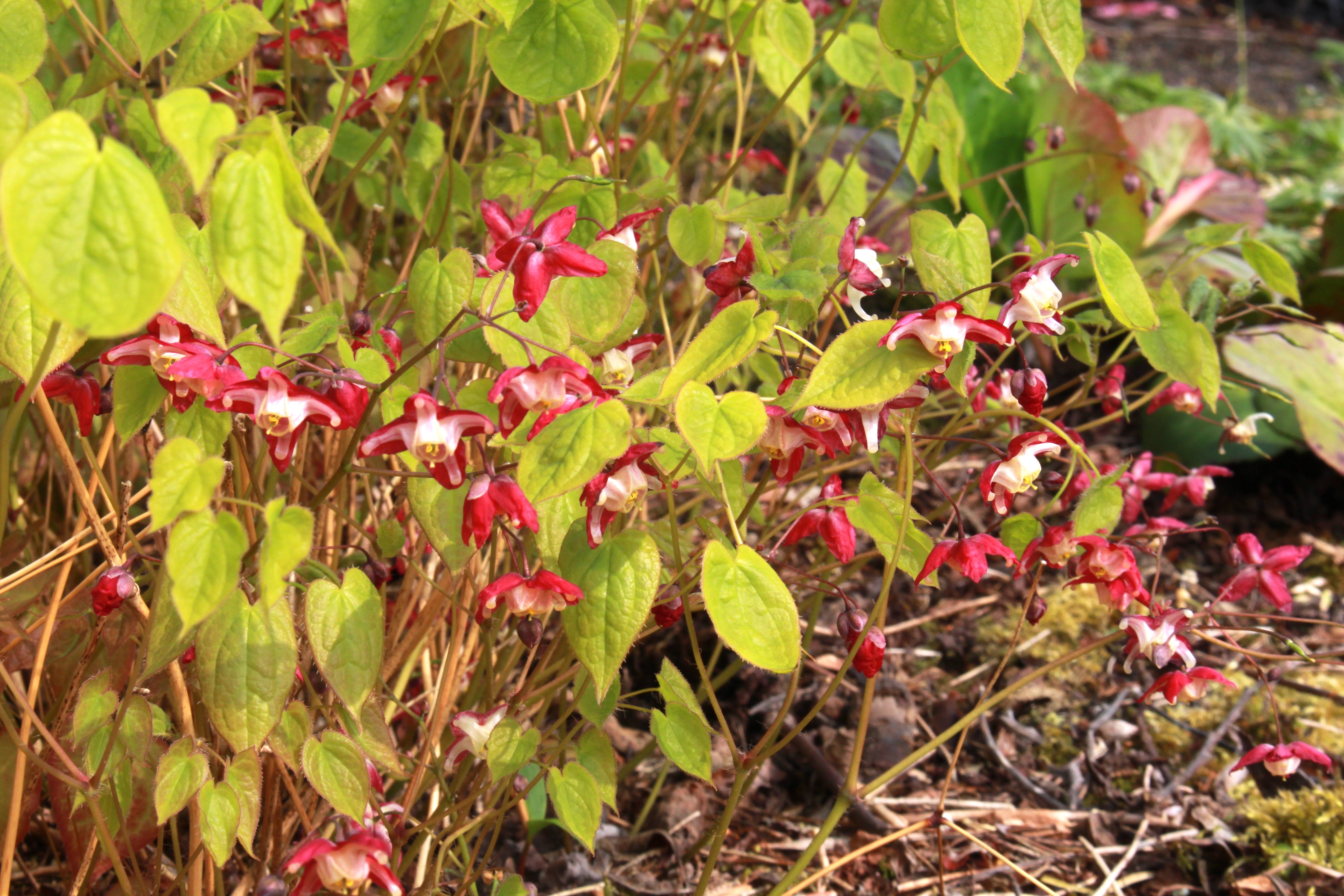 Epimedium x rubrum – Ballyrobert Gardens
