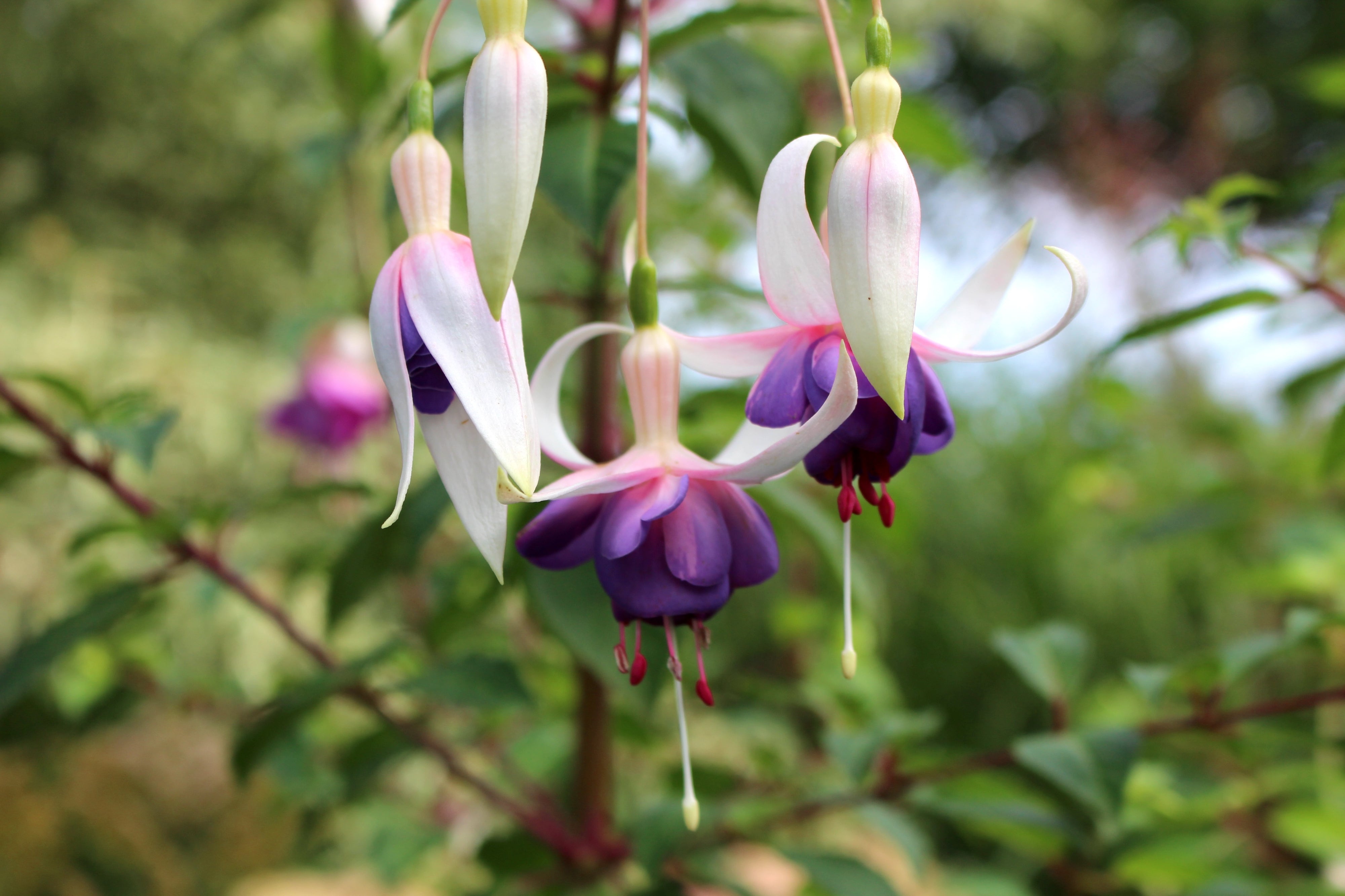 Fuchsia 'Delta's Sara' – Ballyrobert Gardens