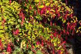 Fuchsia 'Genii' – Ballyrobert Gardens