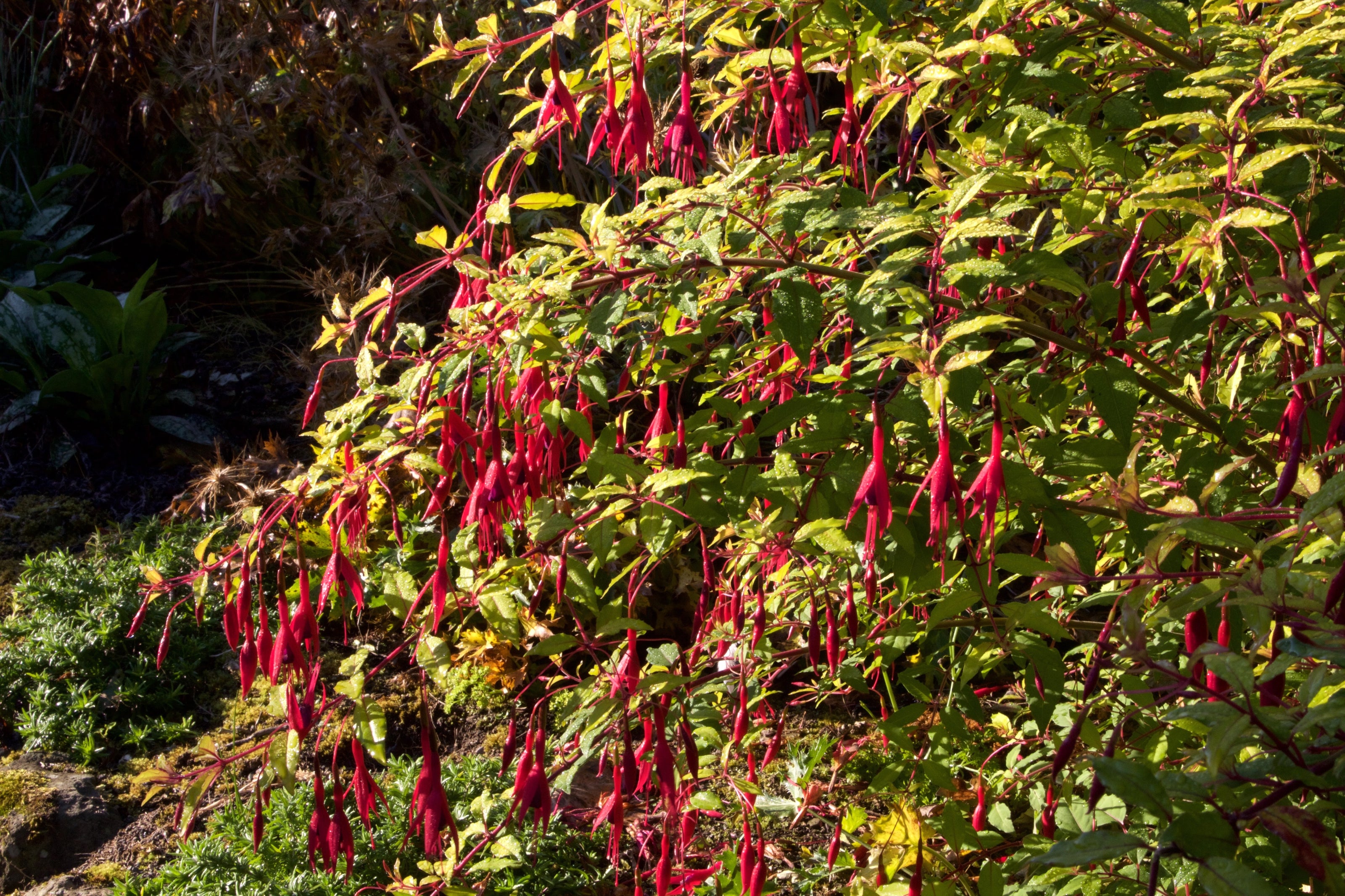 Fuchsia 'Genii' – Ballyrobert Gardens