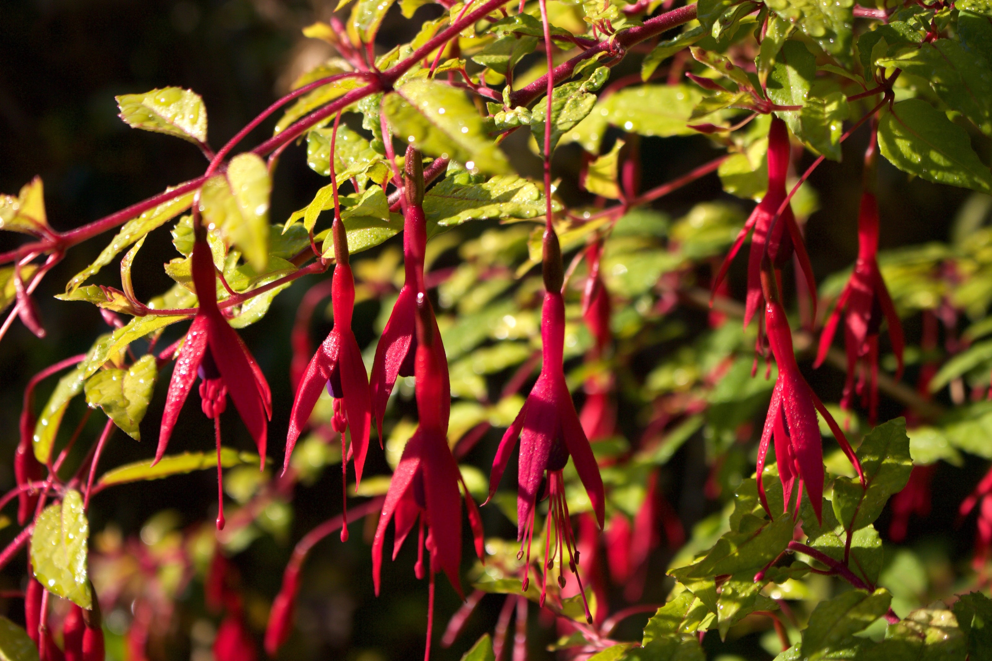 Fuchsia 'Genii' – Ballyrobert Gardens