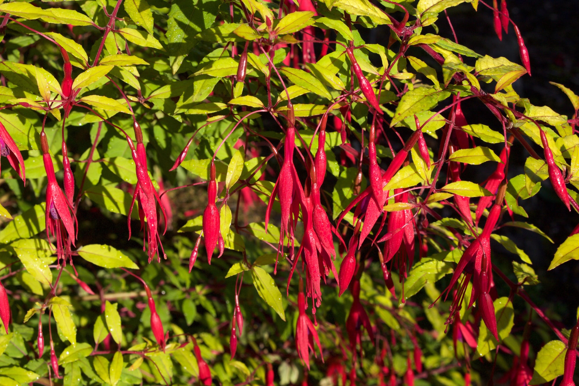 Fuchsia 'Genii' – Ballyrobert Gardens