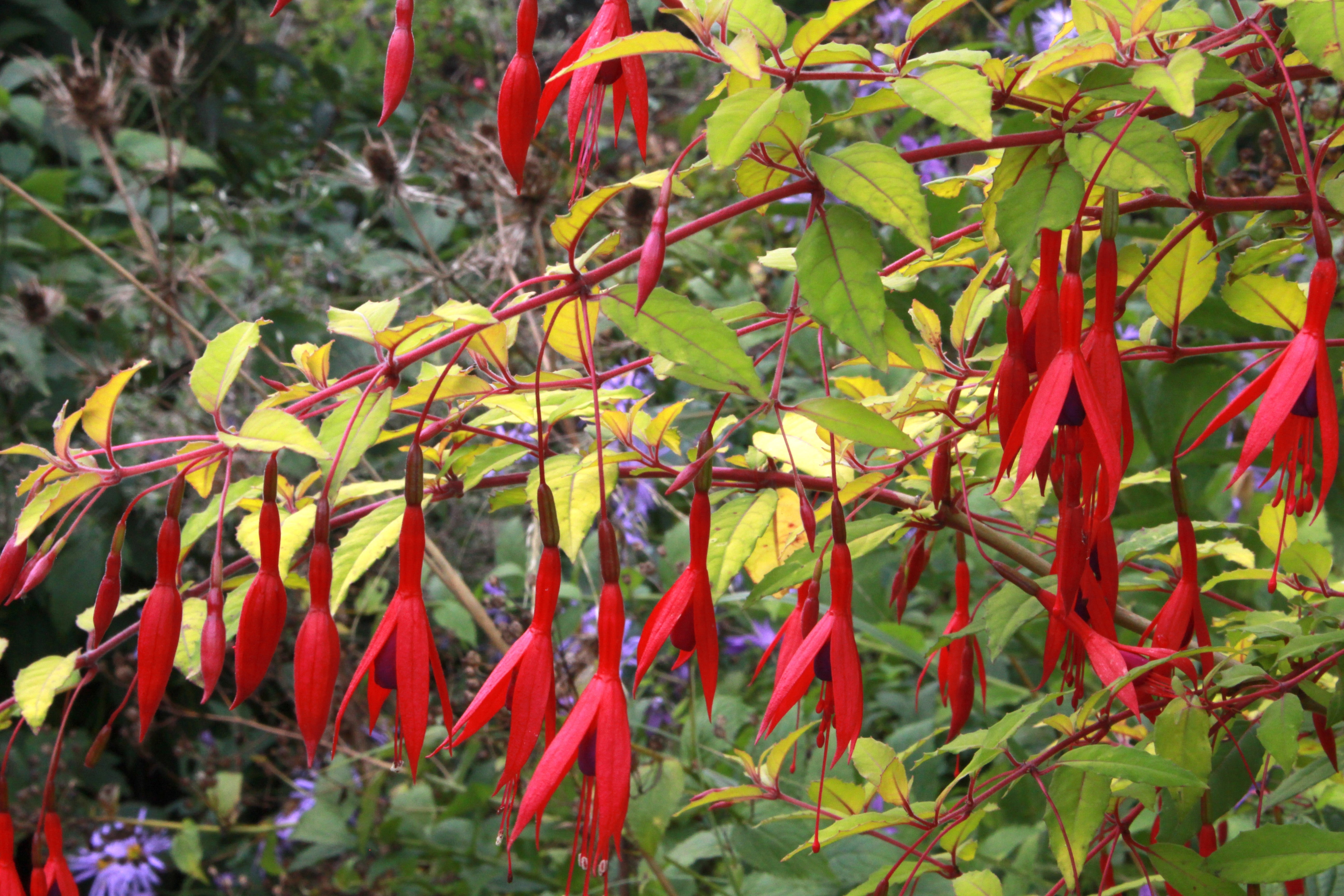 Fuchsia 'Genii' – Ballyrobert Gardens