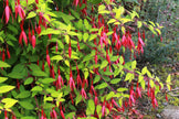 Fuchsia 'Genii' – Ballyrobert Gardens