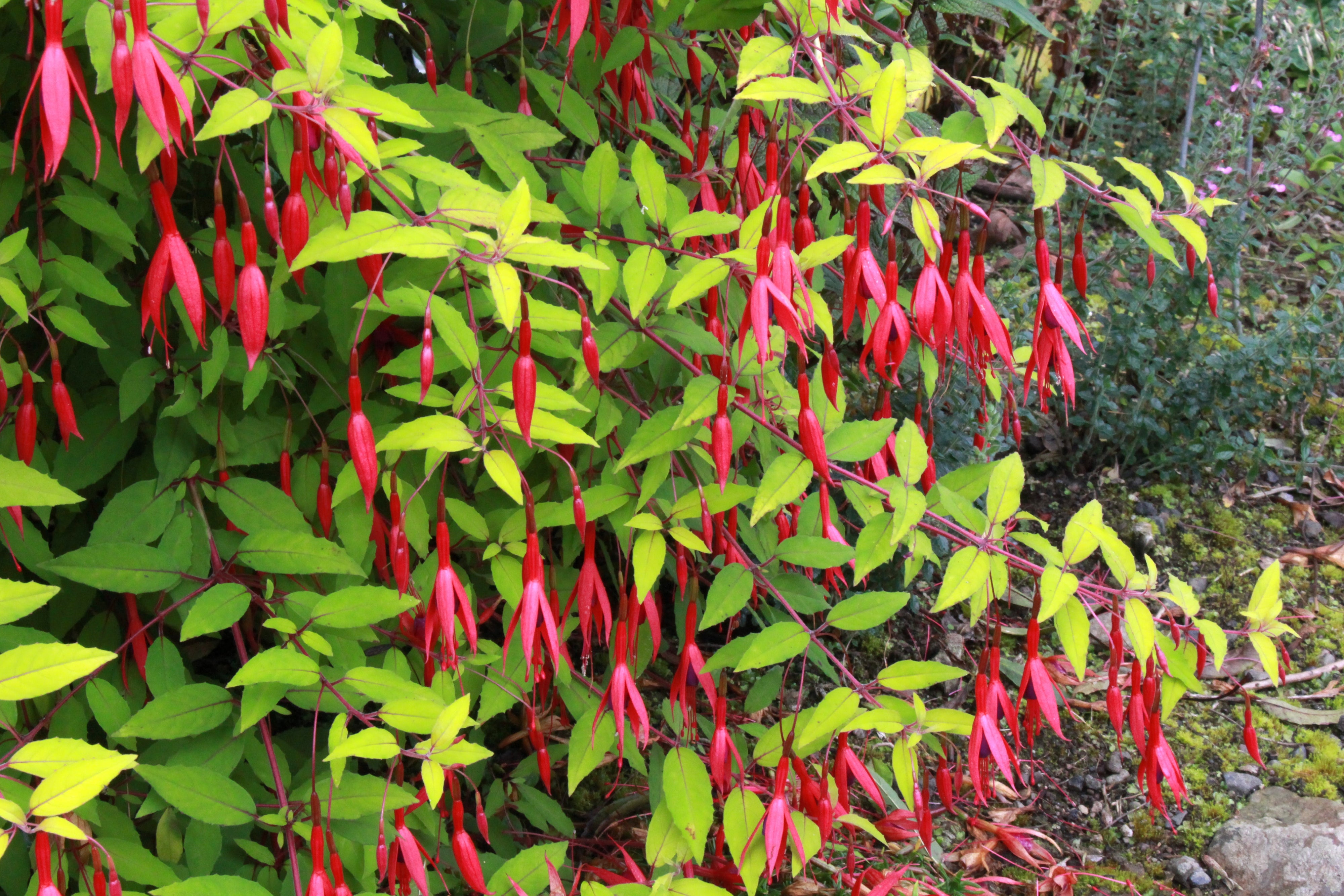 Fuchsia 'Genii' – Ballyrobert Gardens