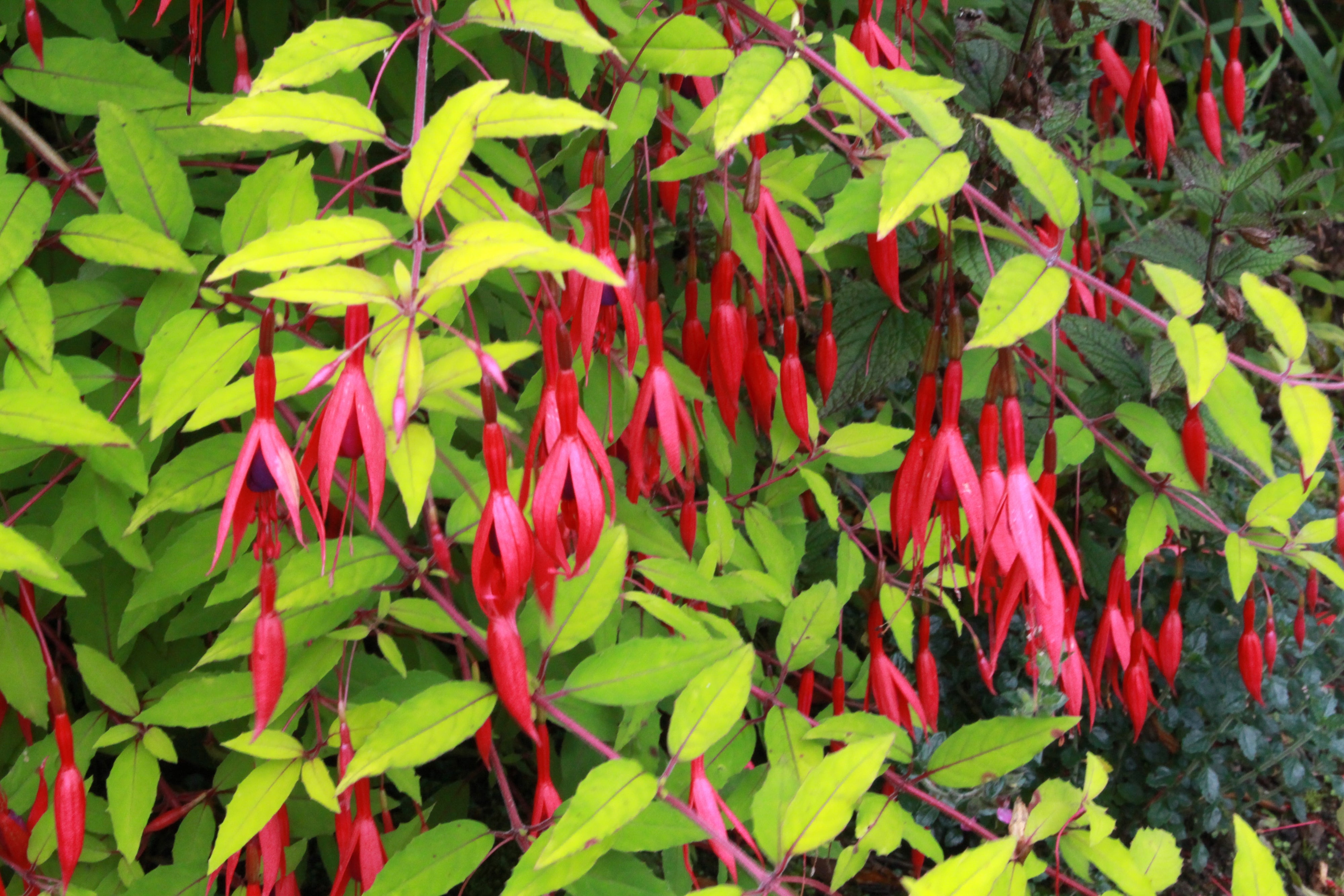 Fuchsia 'Genii' – Ballyrobert Gardens
